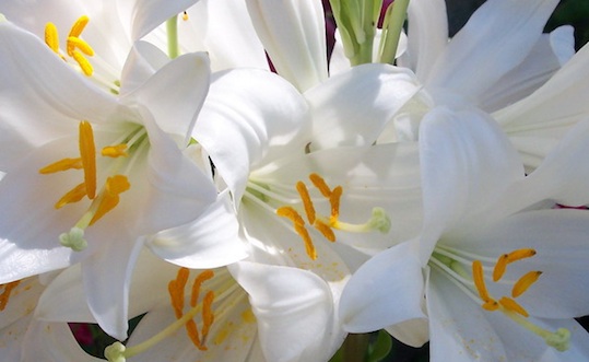 Beneficios medicinales de las azucenas.